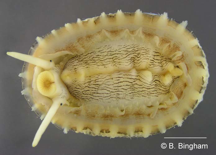 Gastropods - Fissurellidae